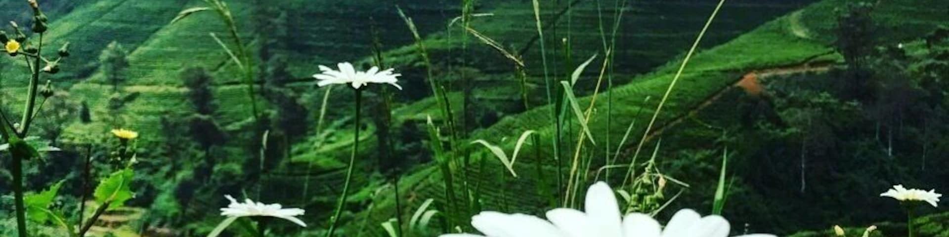 On top of the mountains there are so many tea farms... some of the farms have beautiful fields of flowers. What a view!