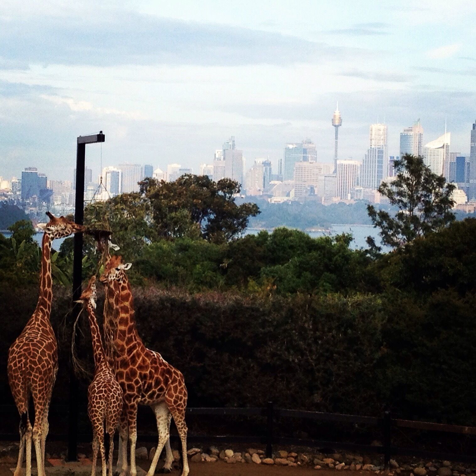 Girafoas em um recinto de zoológico, com um horizonte urbano ao fundo.