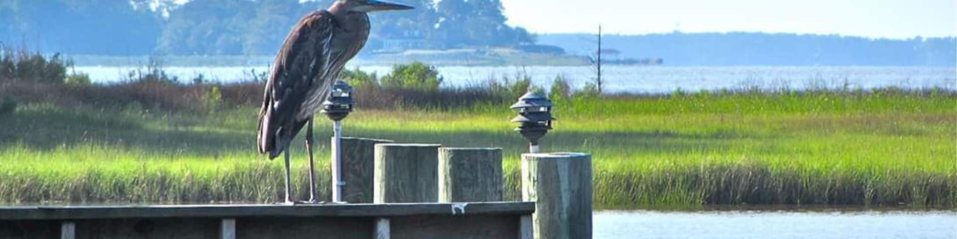 Mr. Blue Heron likes to pay us a visit when he can on spring and summer days.
This is a tributary off the James and Nansemond Rivers.
#outdoors
#Fowl