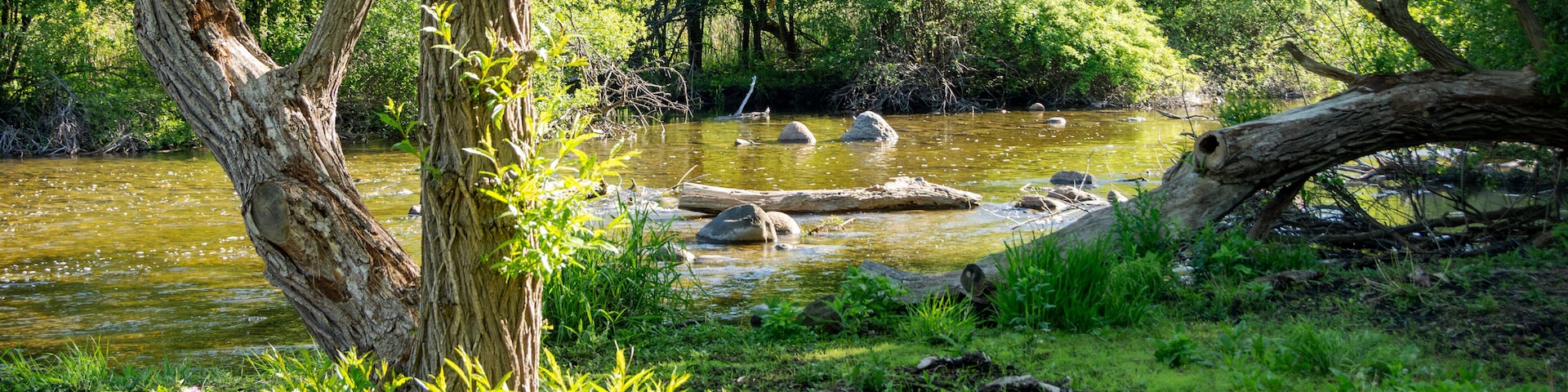 Um rio com pedras e árvores em uma paisagem verdejante.