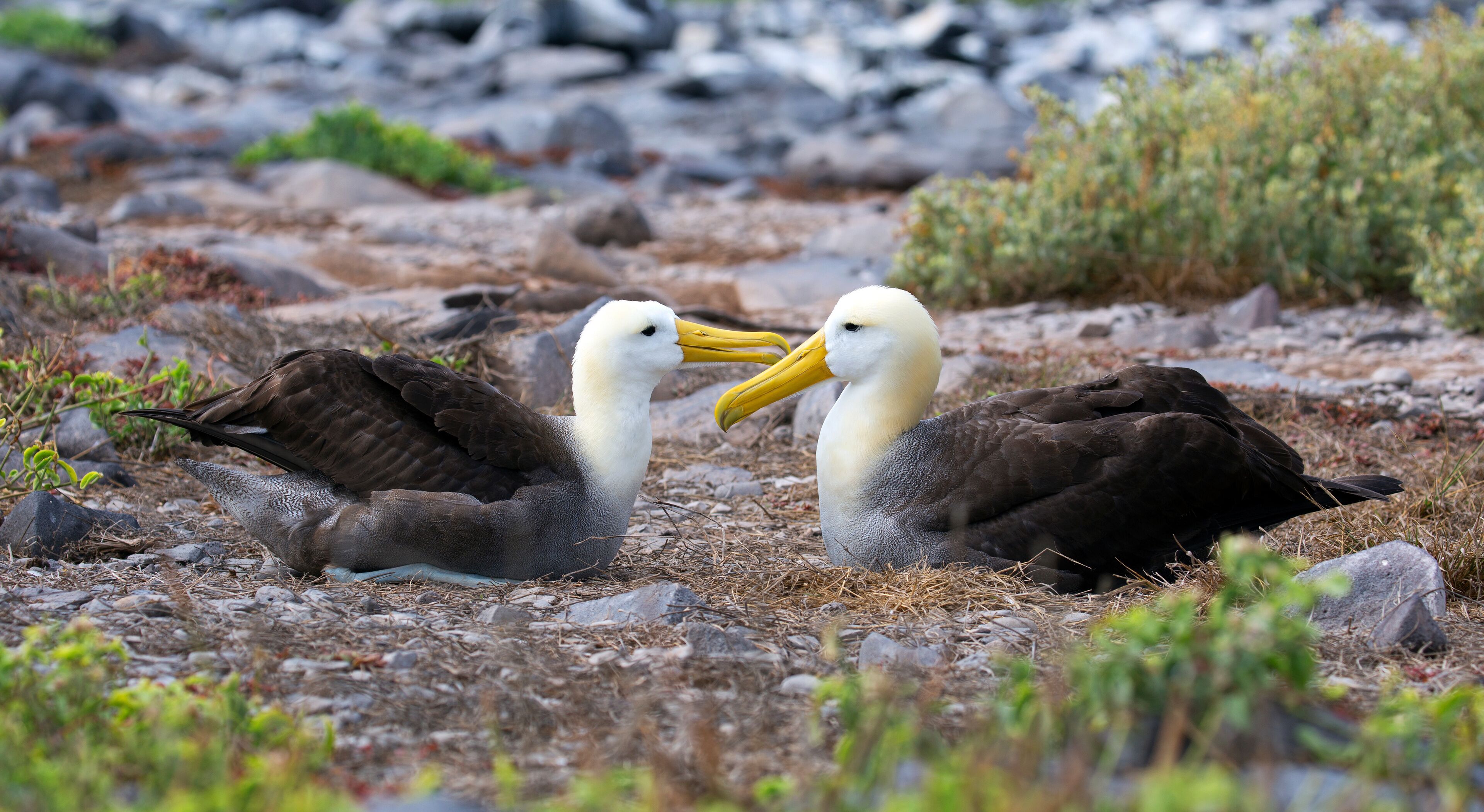 Dois albatrozes numa costa rochosa com vegetação escassa.
