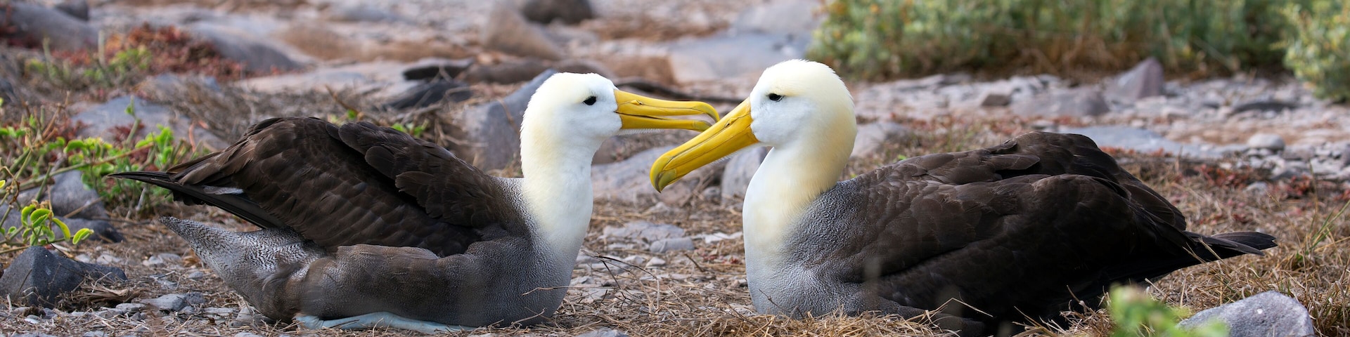 Dois albatrozes numa costa rochosa com vegetação escassa.