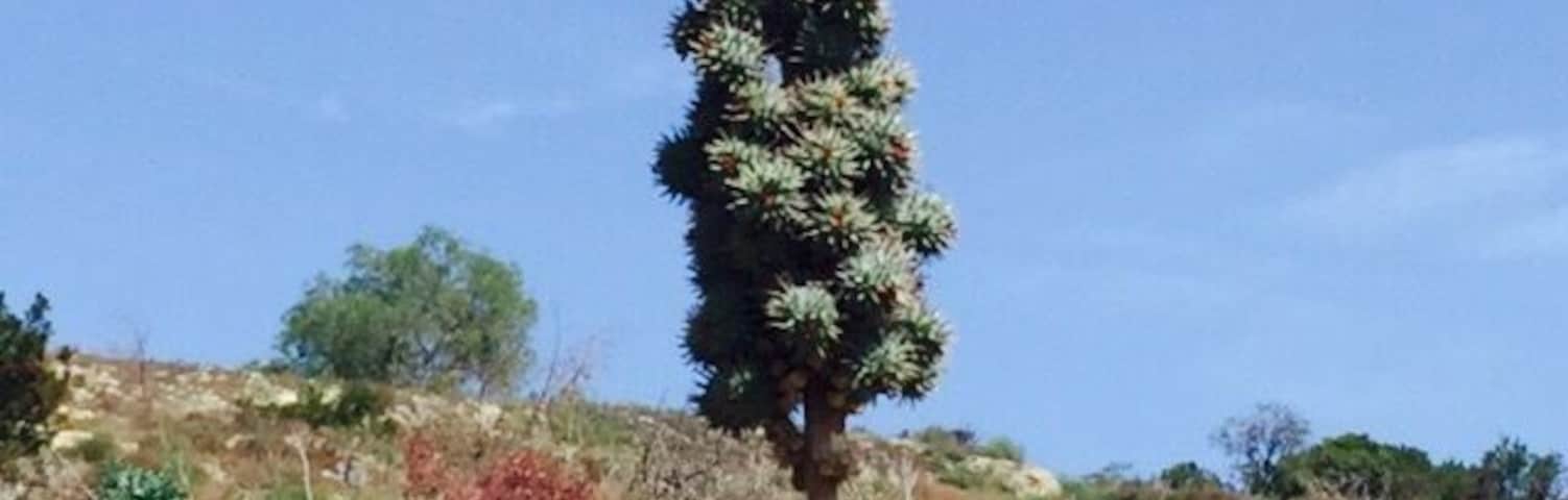 I was hiking along and found this unique looking plant/flower? Even in the most dry and desolate land, Life grows and builds...