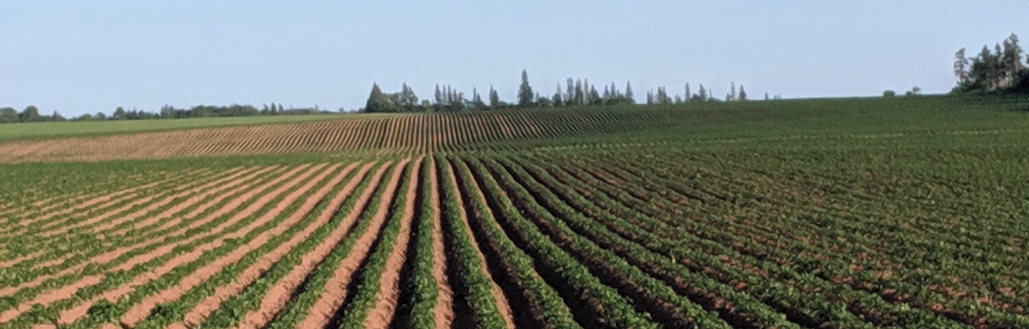 The long, perfectly shaped rows of potatoes.