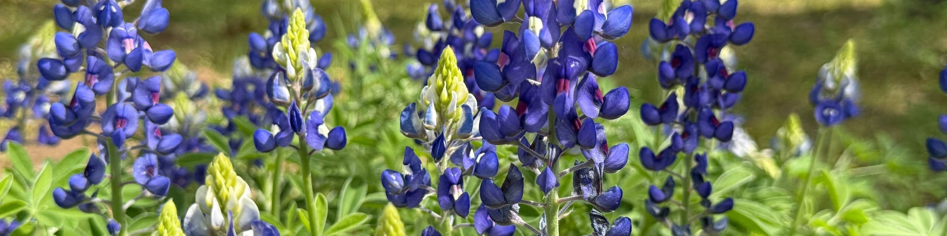 Um campo de flores de lupino azul e branco.