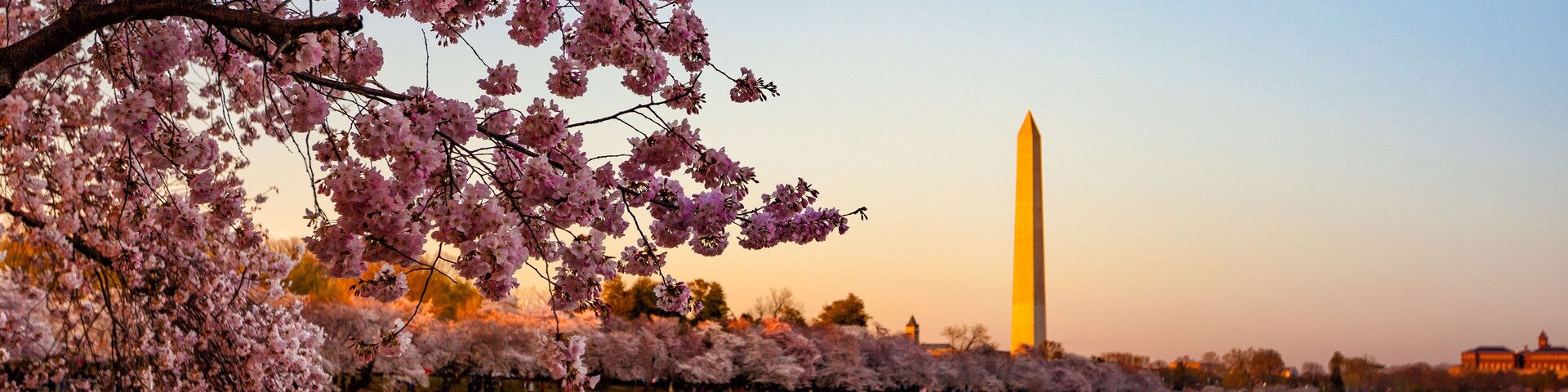 Flores de cerejeira, um corpo de água e o Monumento a Washington.