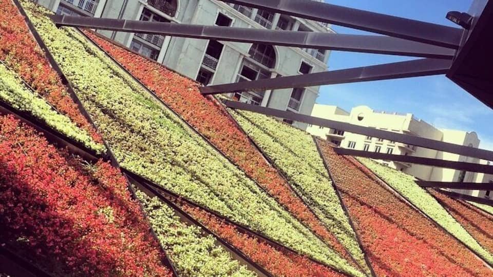 #flowers #alotofflowers