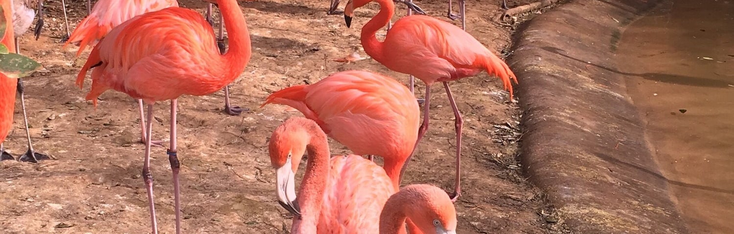 Flamingos!