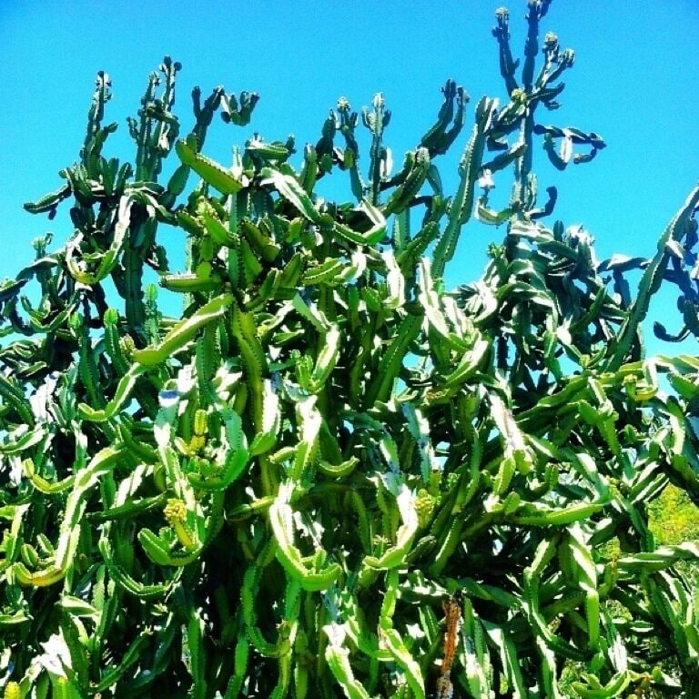 The arboretum is a 26 acre botanical garden with a collection plants from all over the world. It's located in the corner of the Fullerton university. It's pretty throughout the whole year.