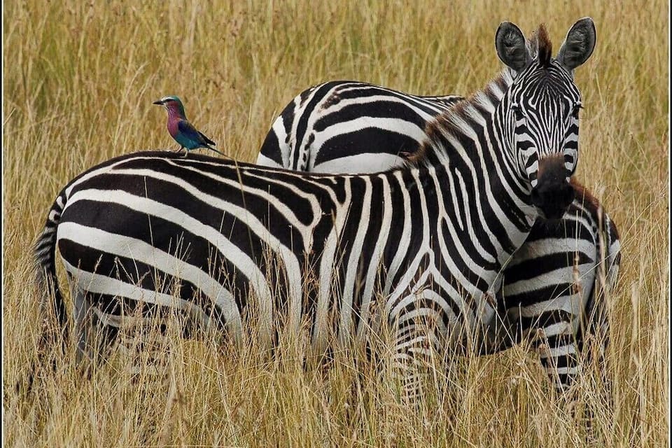 Duas zebras e um pássaro em um campo gramado.