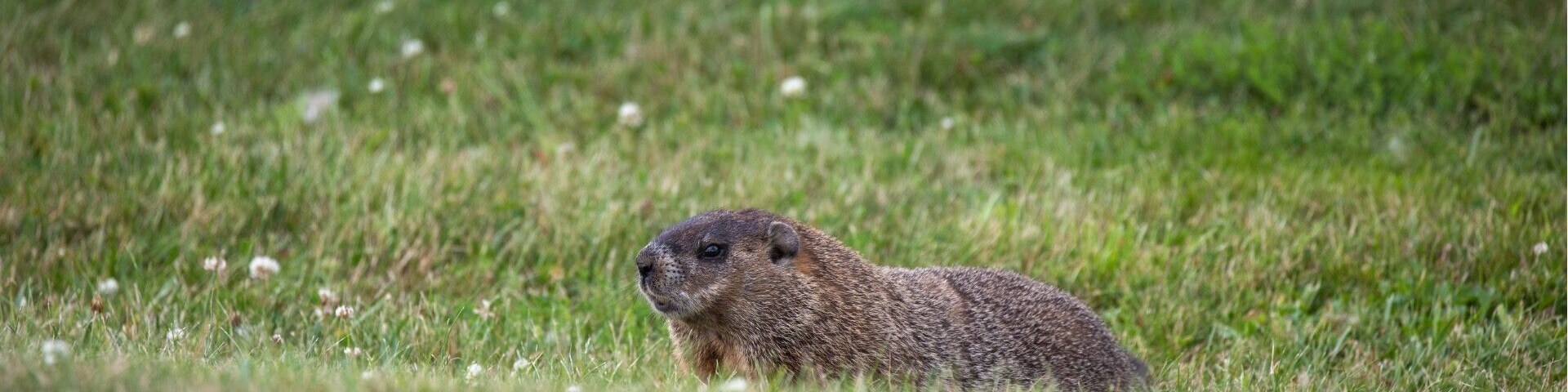 Woodchuck relaxing on the grass
