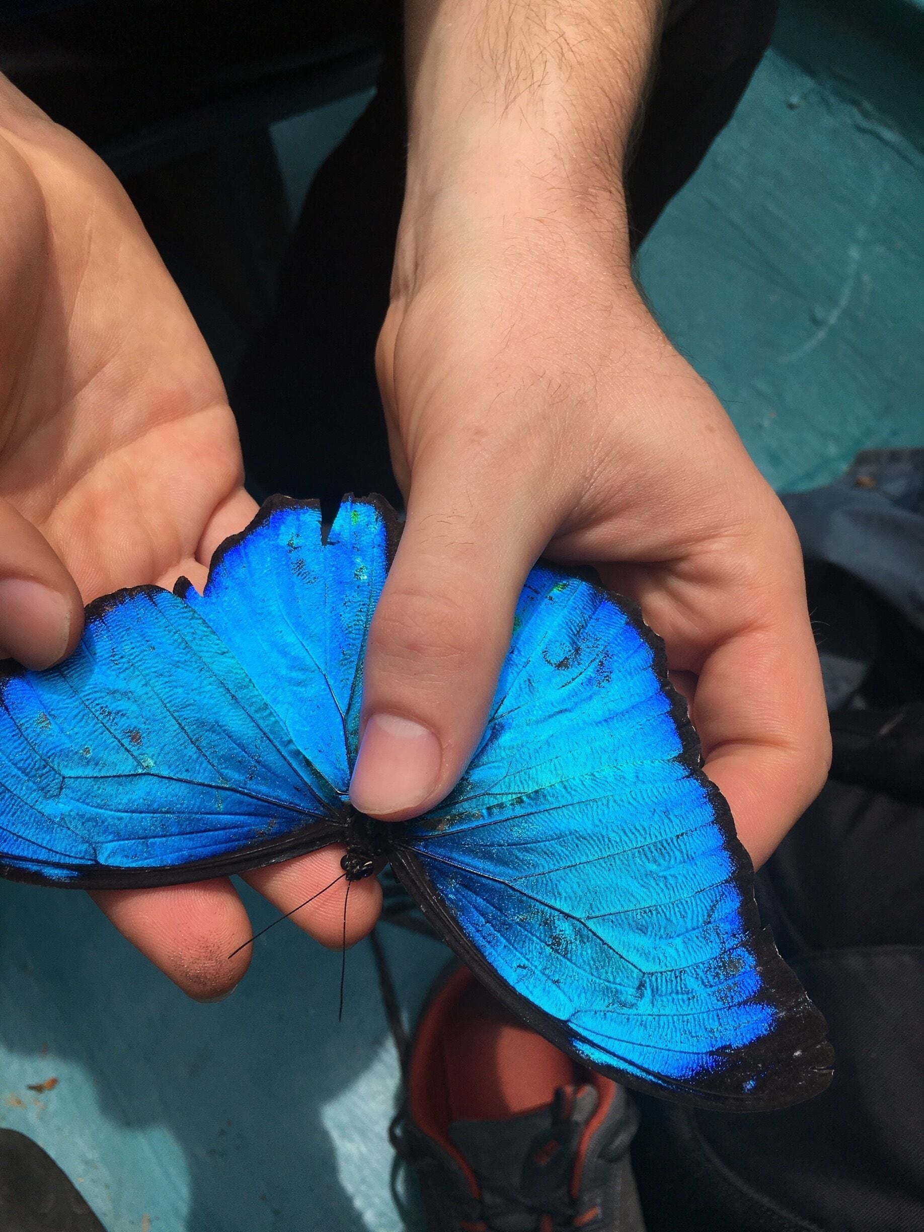 Uma pessoa segurando uma borboleta azul.