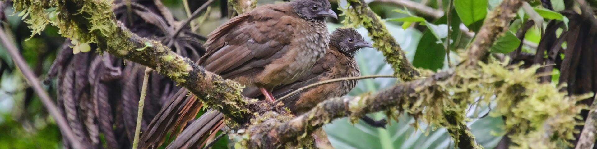 Dois pássaros pousados num galho coberto de musgo em uma floresta densa e verde.