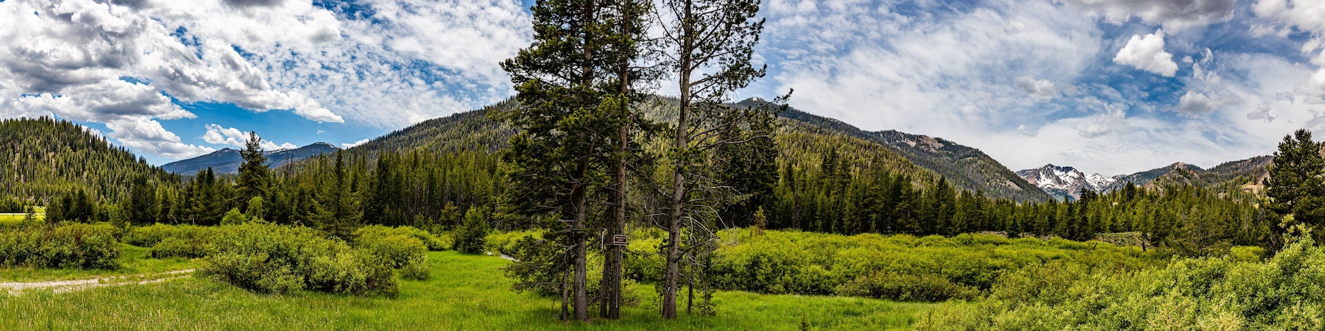 Paisagem montanhosa com um pinheiro em destaque no primeiro plano, céu claro e trilha que se estende à distância.