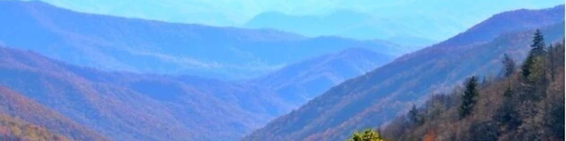 Why are fall colors so remarkable in the Smokies? One reason is the park's amazing diversity of trees. Some 100 species of native trees live in the Smokies and the vast majority of these are deciduous.