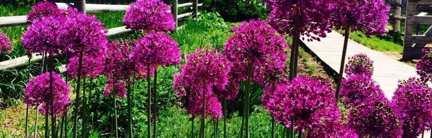 Purple Sensations shot in front of the "Living Farm" at the Museum of the Rockies. Visit it for free and watch this family in ol' time garb play house for the day.
