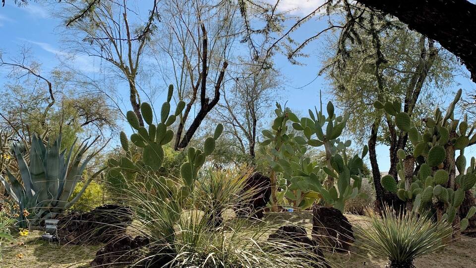 Go watch them make chocolate in the factory...then you’ll have to buy some. It’s delicious! Then walk around the beautiful cactus garden. It’s free! Sorry, of course, no dogs.