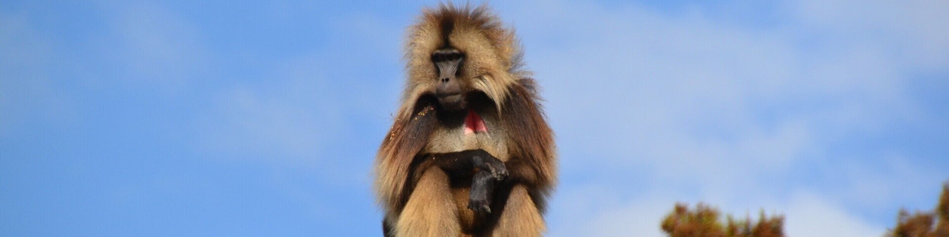 One of many Gelada Baboons in Simien Mountains, Ethiopia.
#simien #mountains #monkeys #ethiopia #NationalPark