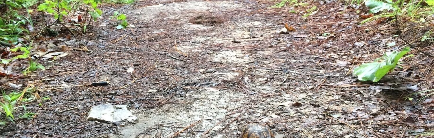 Turtle friend in the middle of the Firebreak Trail