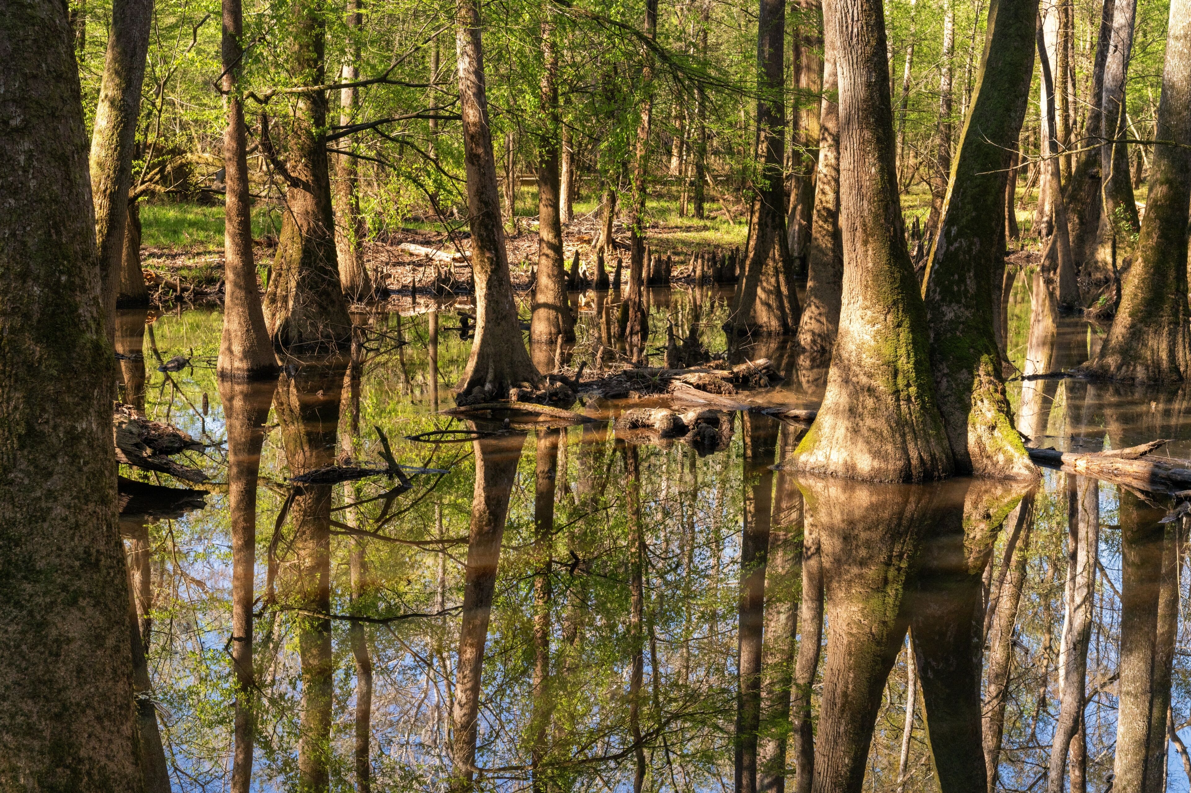 Uma floresta pantanosa com árvores altas e um corpo d'água calma refletindo a paisagem ao redor.