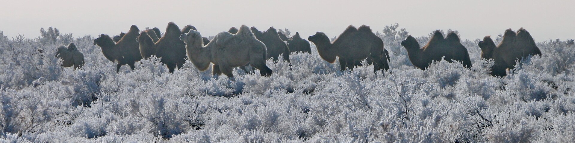 A rare occurrence of nature. Frost formed on the shrub ... in the semi-desert.
Редкое явление природы. На кустарнике образовался иней...в полупустыне.