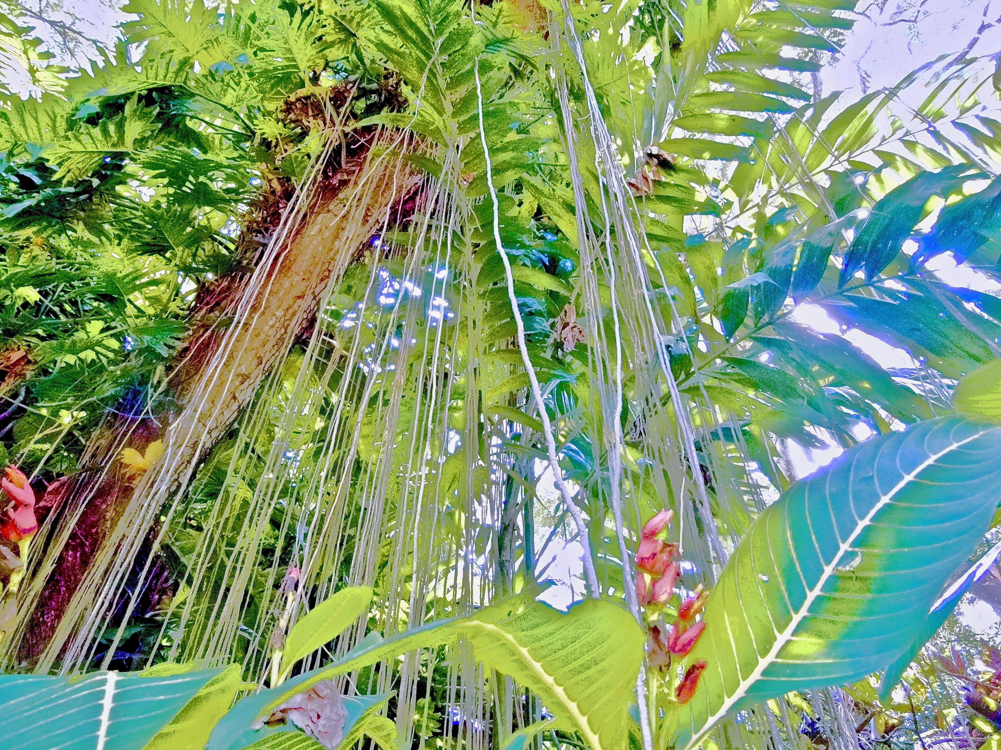 Beautiful flora and vines in Kauai.