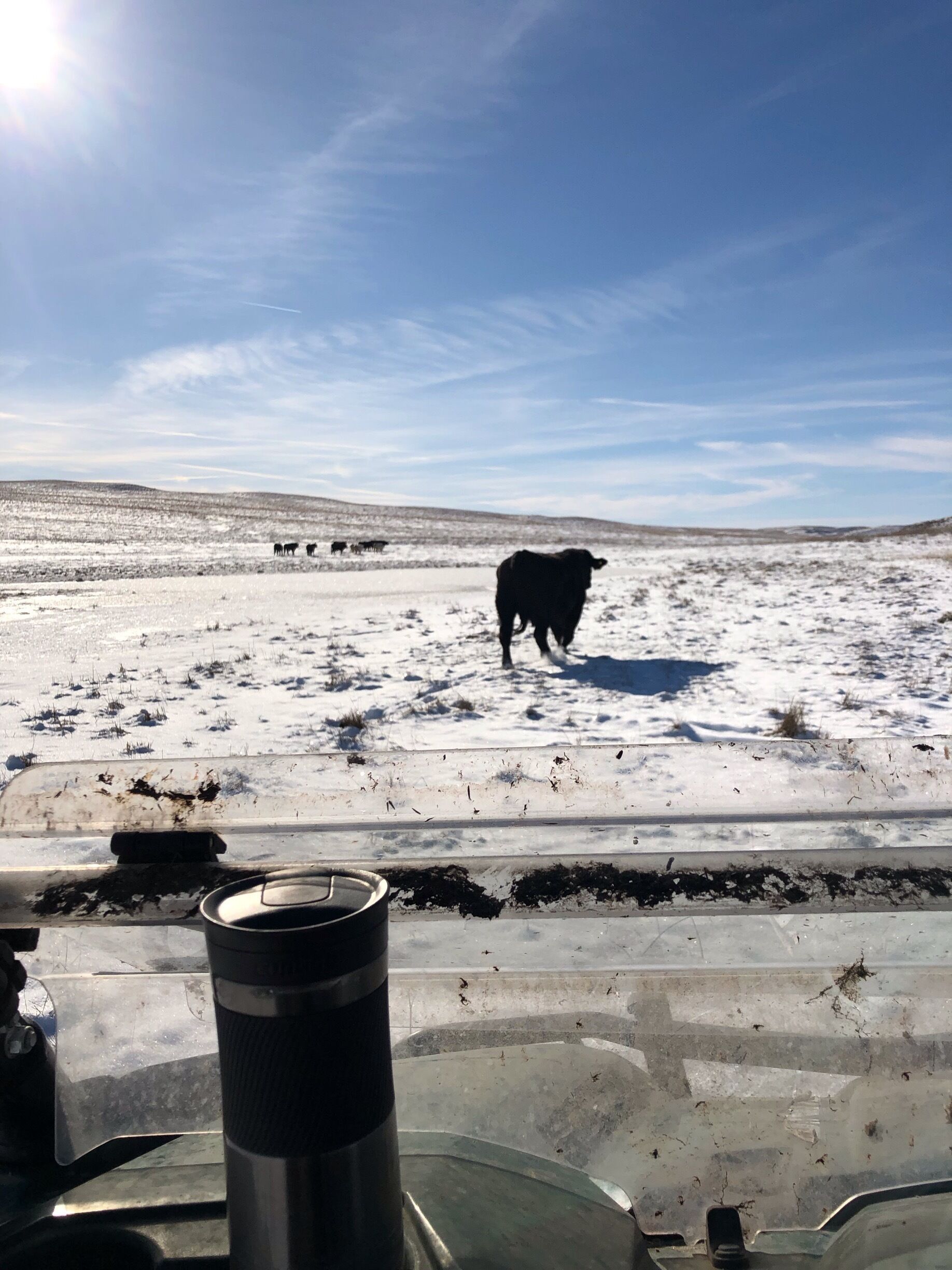 Paisagem nevada com uma vaca em primeiro plano e mais vacas ao longe.