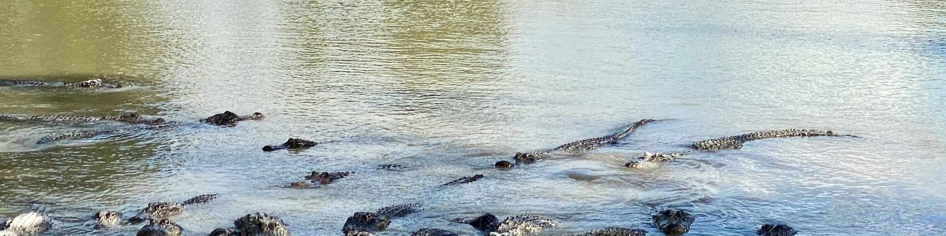 Great time visiting the Everglades FLORIDA...