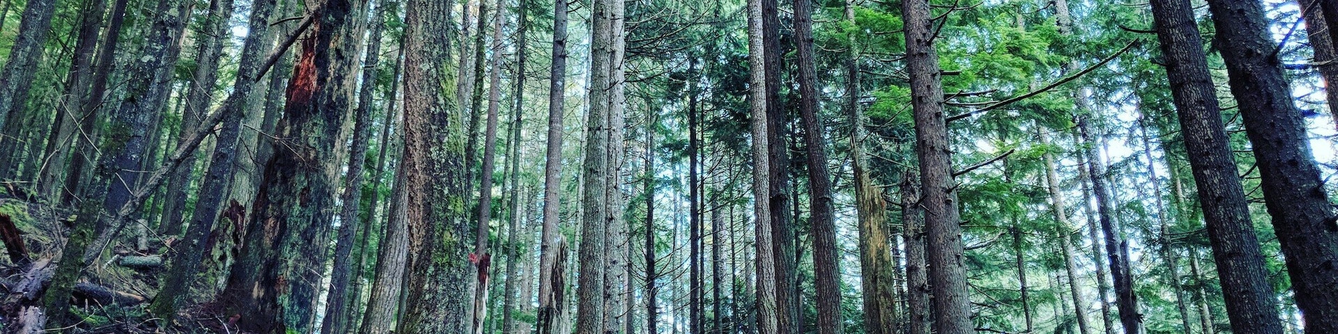 Fantastic place to hike if you are looking for somewhere nearby! 
#LifeAtExpedia #green