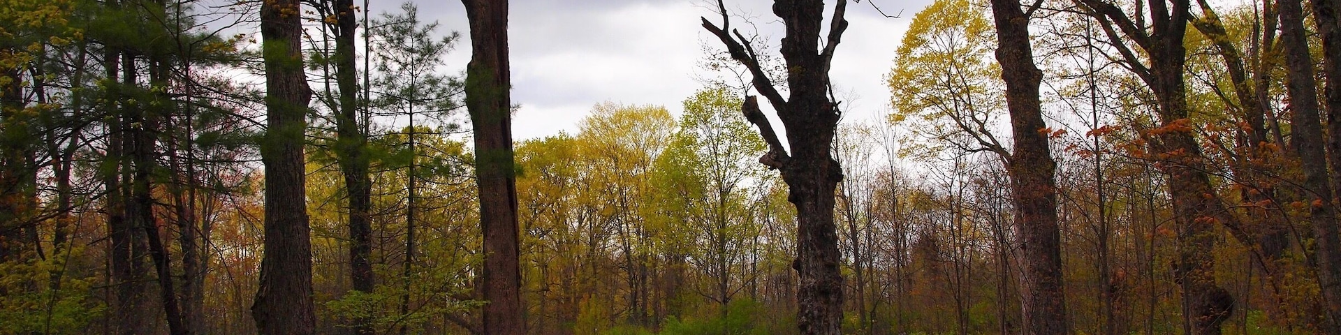A walk through the woods in Durham
