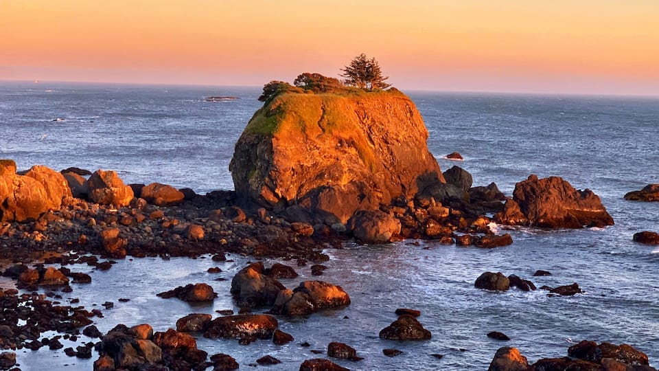 Cool tree growing on rock on the coast, crescent city, Ca