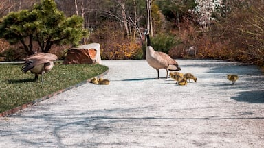 Uma gansa com seus filhotes em um caminho de cascalho em um parque com árvores e uma rocha.