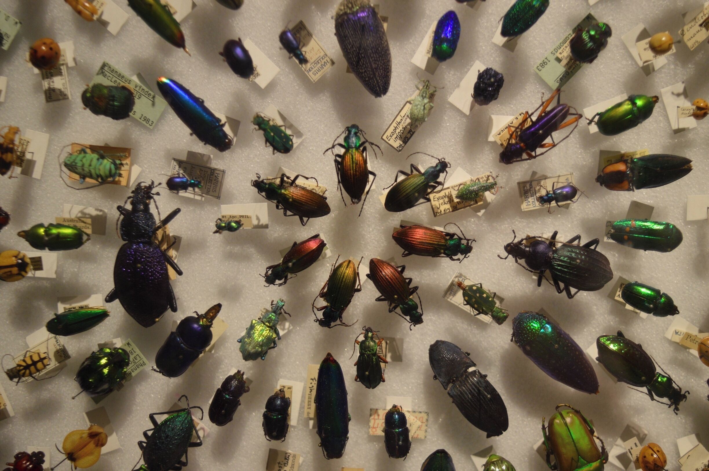 Amazing beetles at the Harvard Museum of Natural History.
A fantastic museum with great collections and displays. 
#sciencetourist #science #beetles #harvard