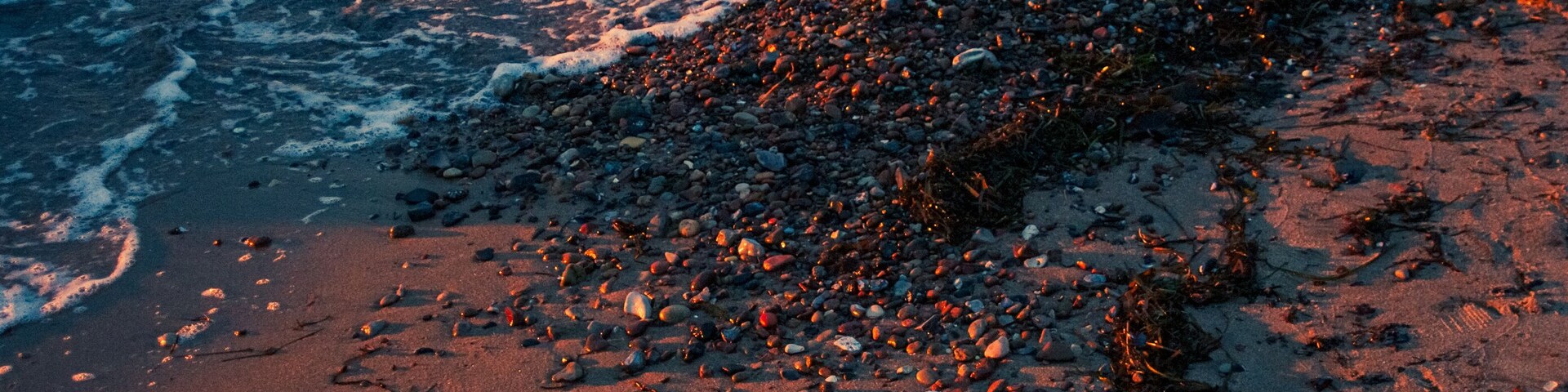 Uma praia com pedras e algas espalhadas.