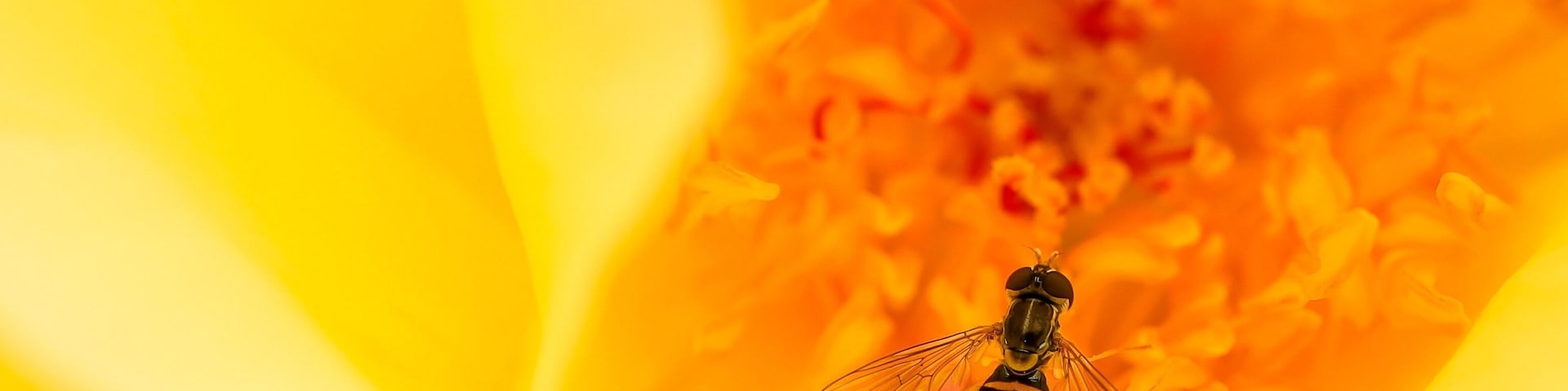 Trying out my new Canon RP and 35mm 1.8 RF Macro on a little photo walk in Booth Memorial Park in Stratford Connecticut. The rose gardens have bloomed and are beautiful. Caught this little critter inside a yellow rose.