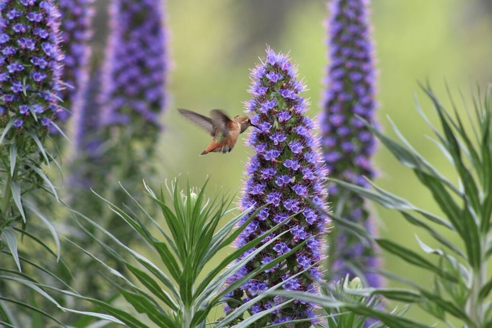 Um beija-flor pairando perto de flores roxas.
