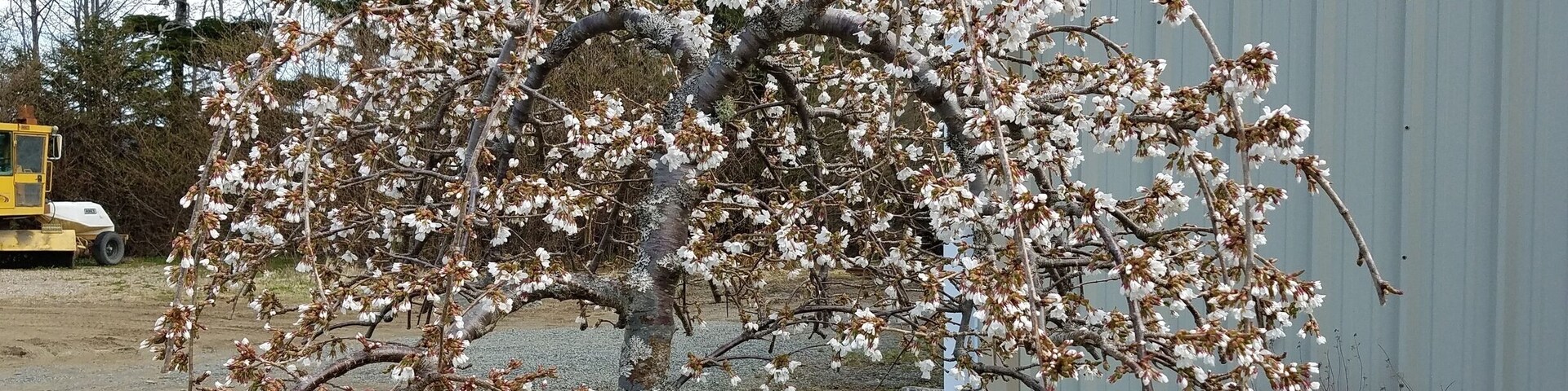 Great heated pool in Craig Alaska. This little cherry tree is a welcoming Spring .