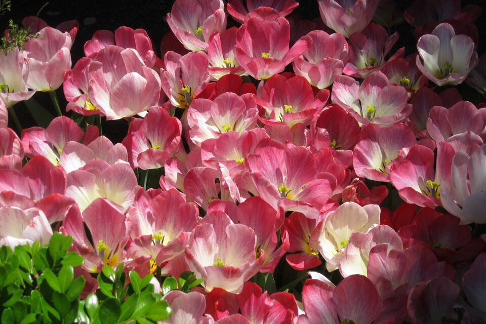 Um conjunto denso de flores rosa e brancas, provavelmente um jardim ou exposição floral.