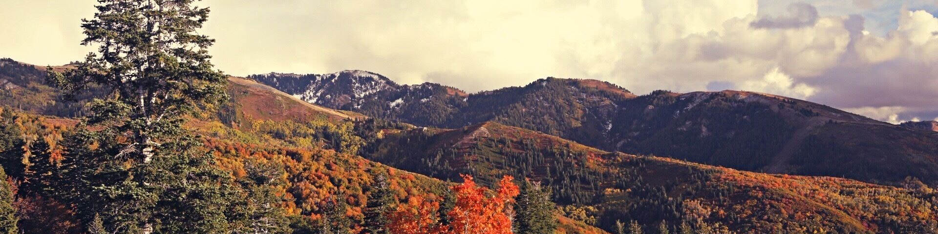 The fall colors in the mountain above Bountiful, Utah are worth exploring.