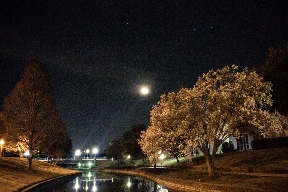 Cena noturna com um corpo d'água calmo refletindo luzes, uma lua cheia e uma árvore florida.