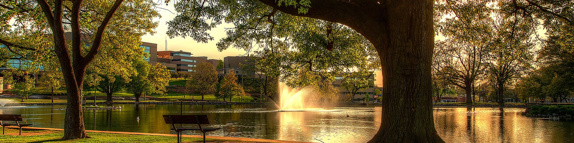 Uma grande árvore num parque, com uma fonte ao fundo.