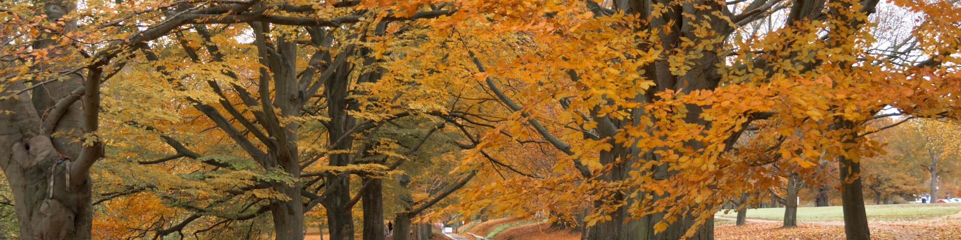 Um caminho arborizado com folhagem de outono.