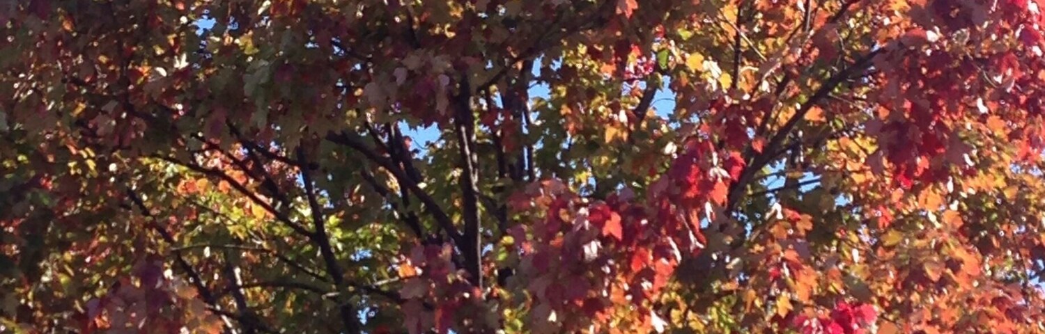 Beautiful fall colors in Atlanta, in early November!