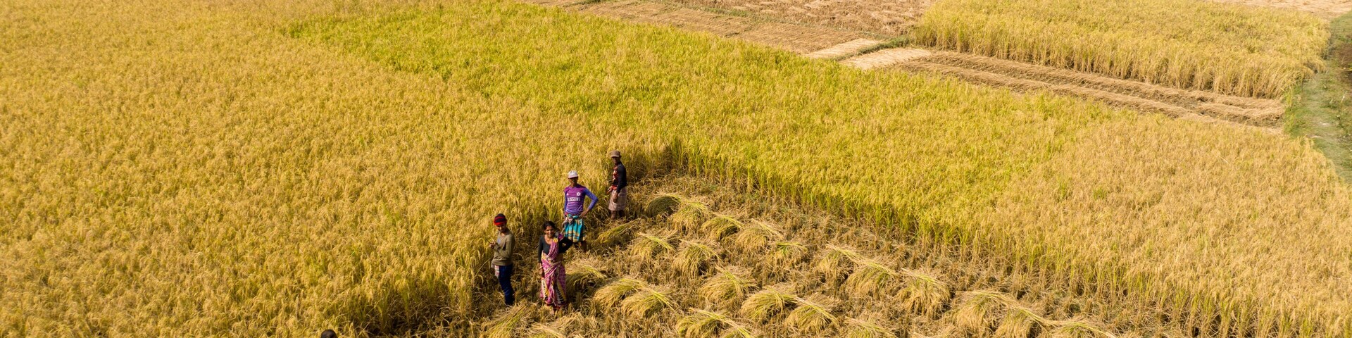 Um extenso campo de arroz com pessoas colhendo.