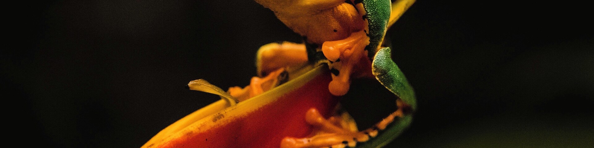 Colors of the jungle