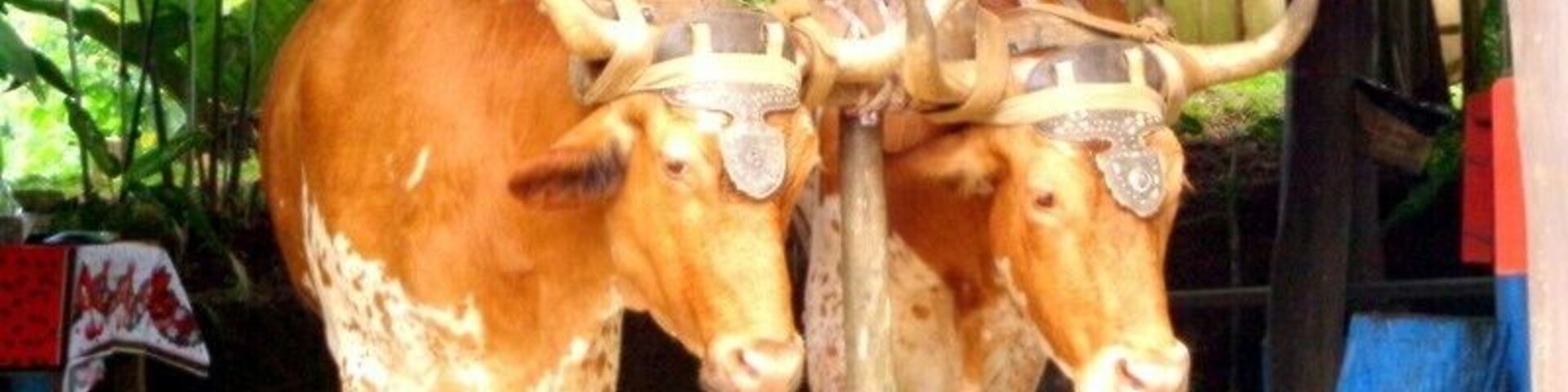 These 2 oxen were named Costa and Rica. They are the symbols of the country.