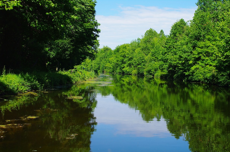 Um rio calmo cercado por vegetação verde densa sob um céu claro.
