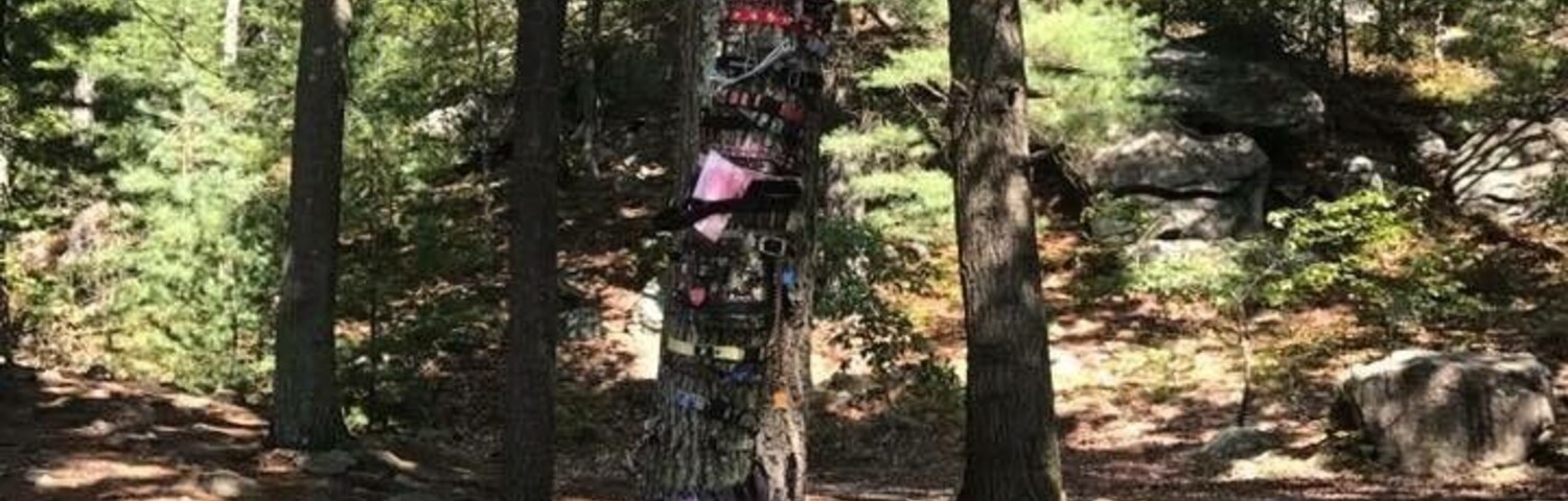 An almost- hidden dog memorial.