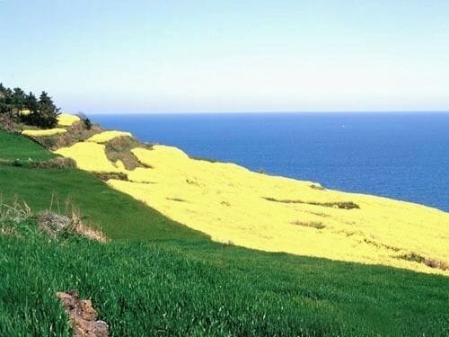 Paisagem costeira com dunas de areia amarela e grama verde.