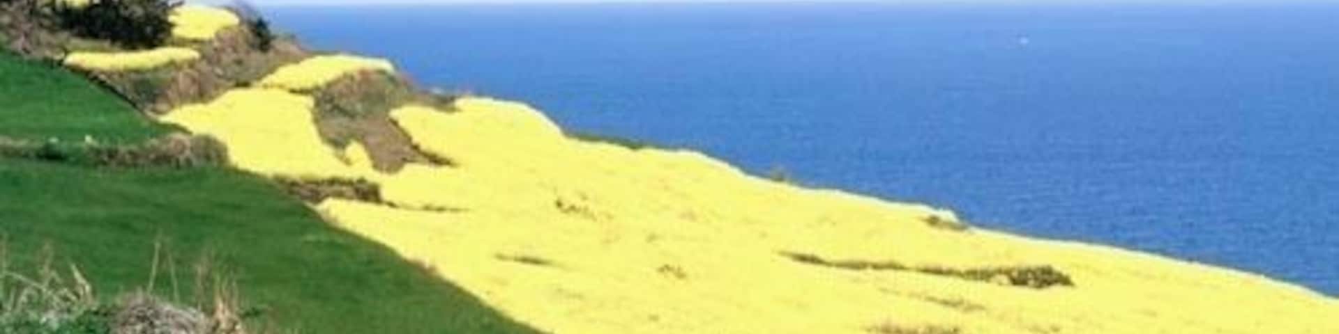 Paisagem costeira com dunas de areia amarela e grama verde.